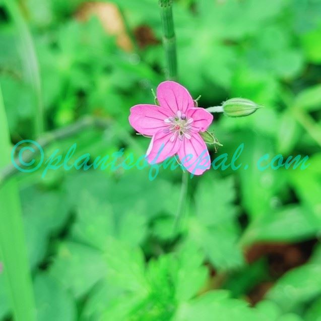 Geranium nepalense Sweet - Plants of Nepal