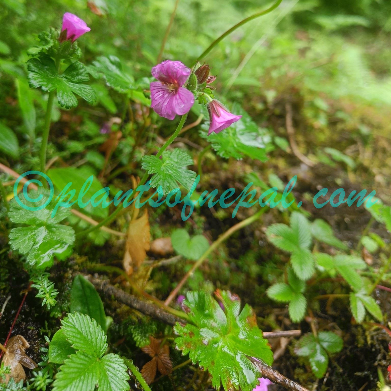 Geranium polyanthes Edgew. & Hook.f. - Plants of Nepal