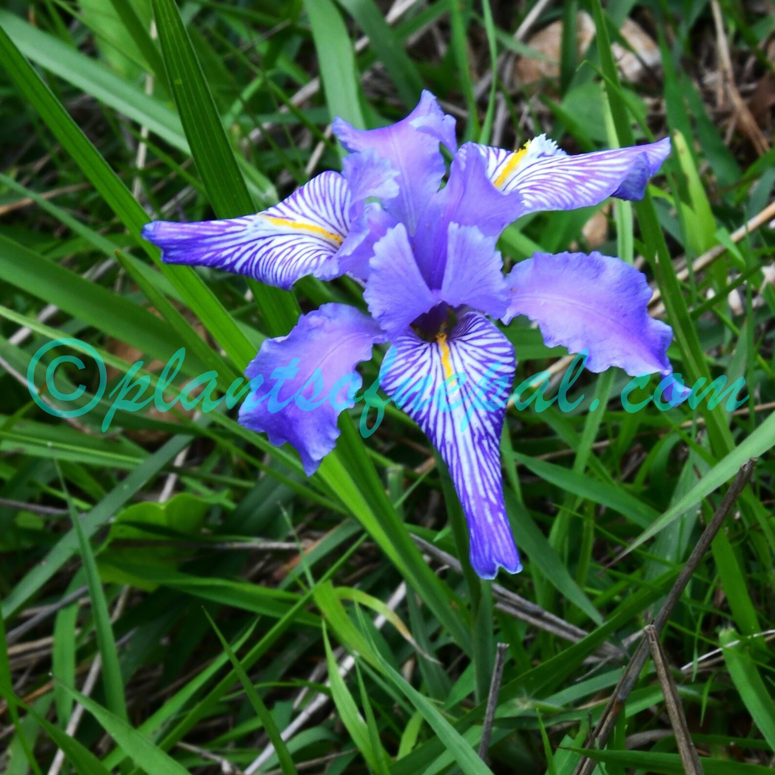Iris decora Wall. - Plants of Nepal