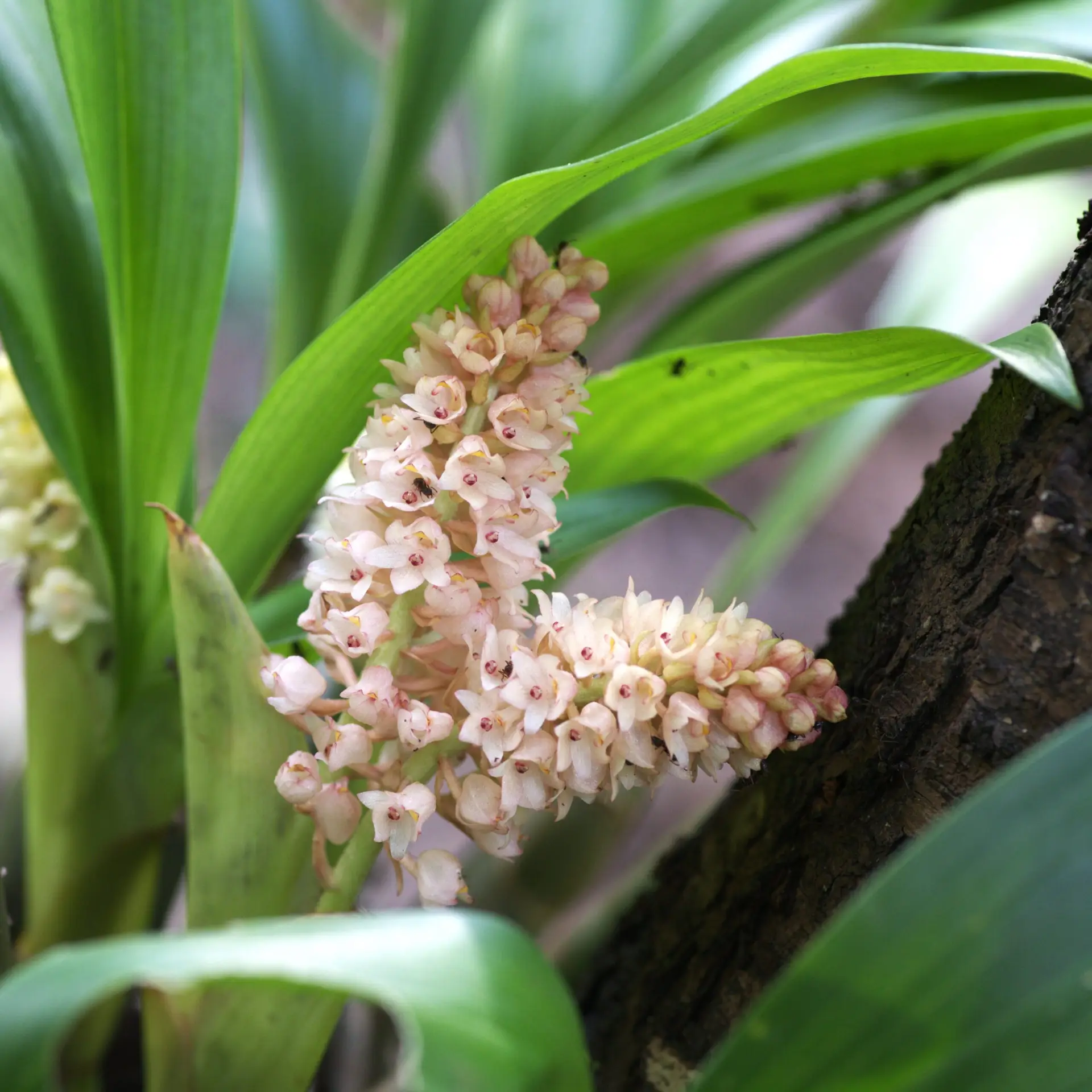 Pinalia spicata (D.Don) S.C.Chen & J.J.Wood - Plants of Nepal