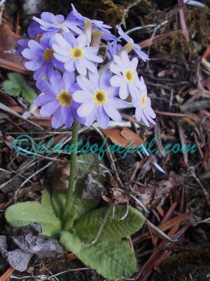 Primulaceae Archives - Plants of Nepal