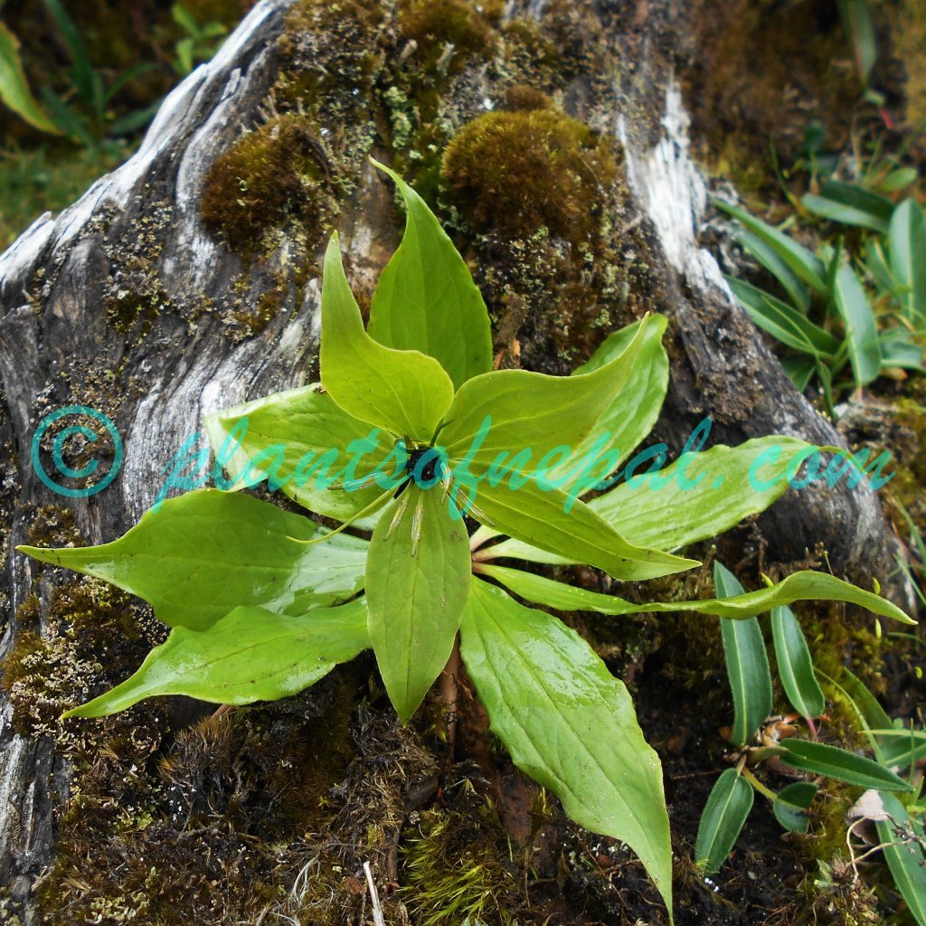 Paris polyphylla Sm. - Plants of Nepal