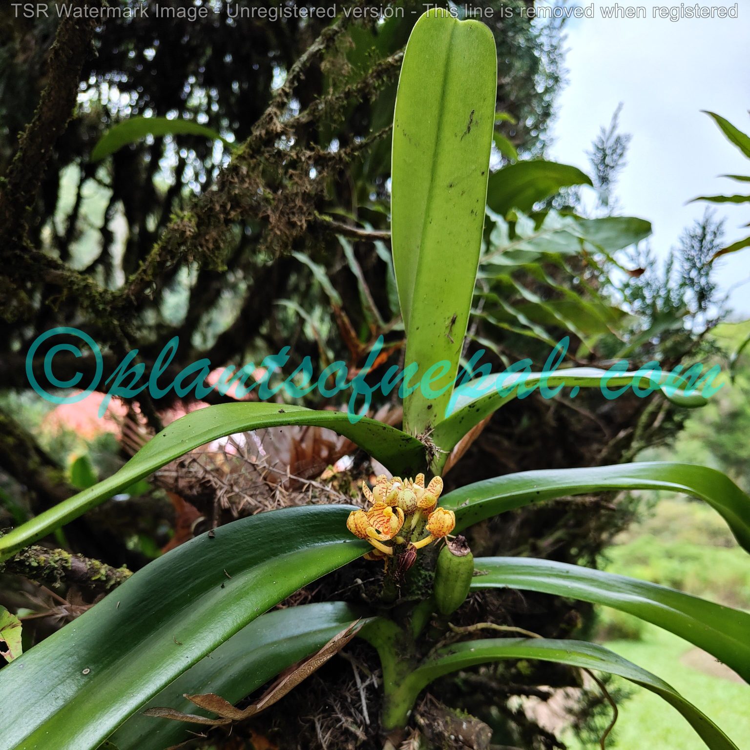 Acampe praemorsa (Roxb.) Blatt. & McCann - Plants of Nepal