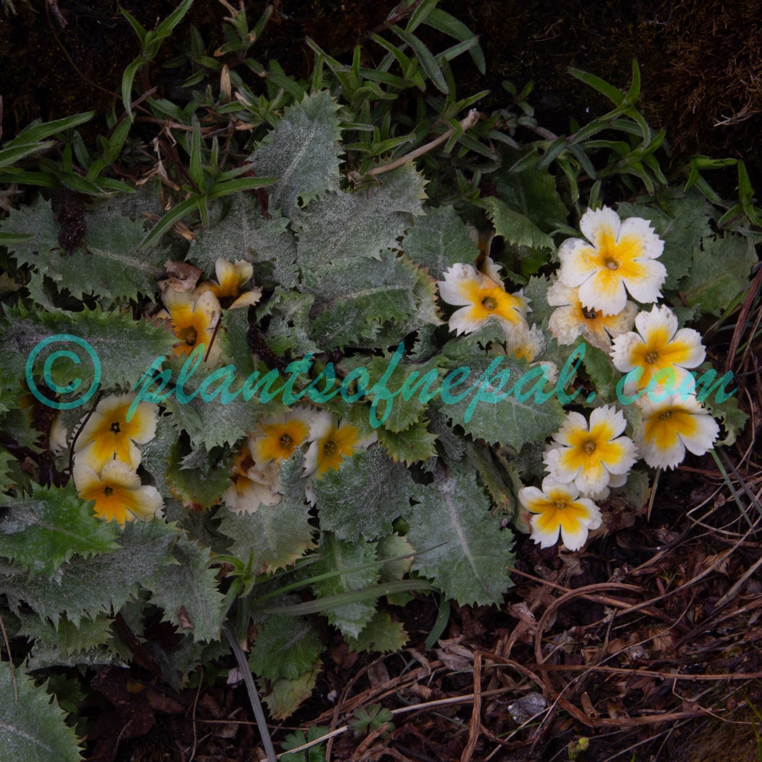Primula aureata H.R.Fletcher - Plants of Nepal